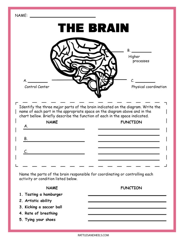 Free Science Worksheets| The Nervous System