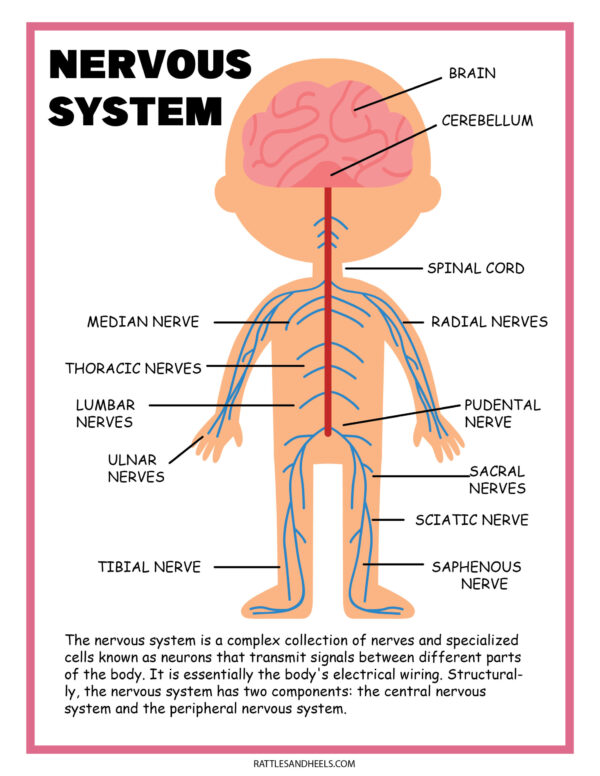 Free Nervous System Science Worksheet (Printable PDF for Kids ...