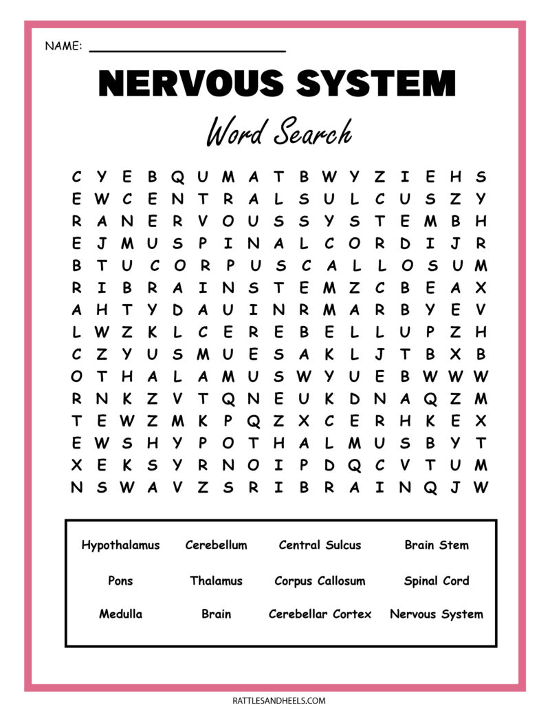 Free Science Worksheets| The Nervous System