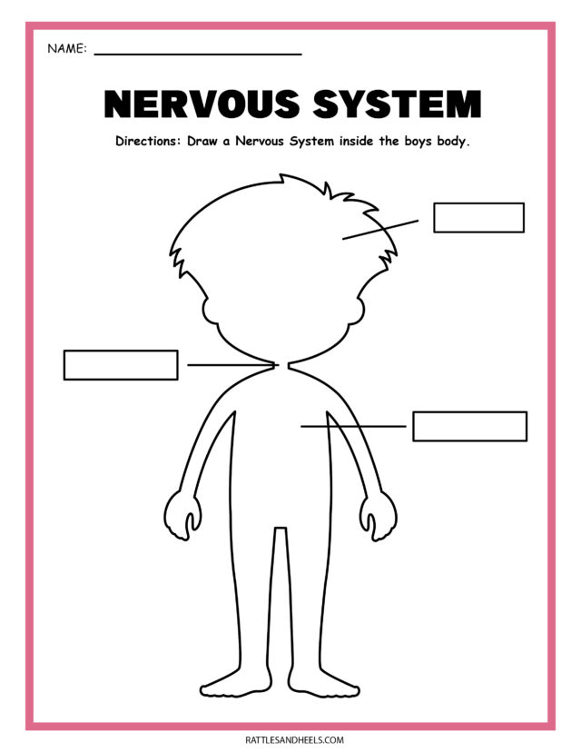 Free Science Worksheets| The Nervous System