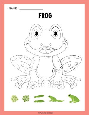 Amphibians Worksheets for Kids | Free Printables - Adanna Dill